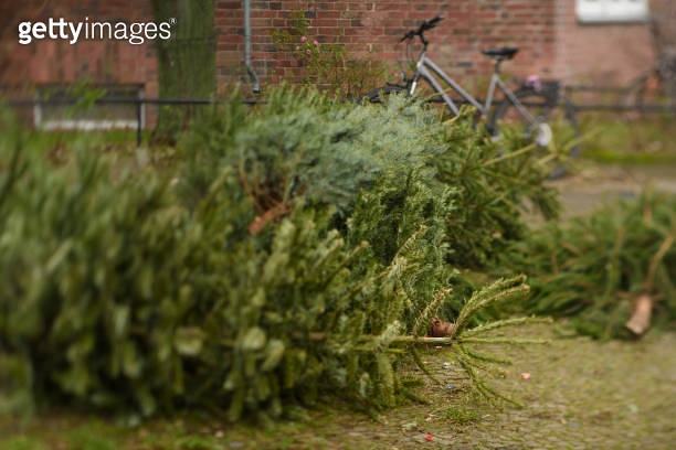 Waste Management for Christmas Trees 이미지 (904053296) - 게티이미지뱅크