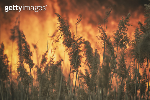 The raging flame of fire burn in the fields, forests and black thick ...