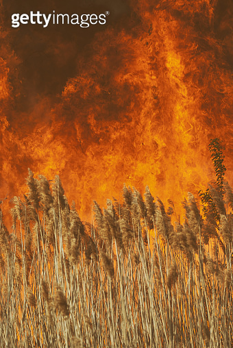 The raging flame of fire burn in the fields, forests and black thick ...