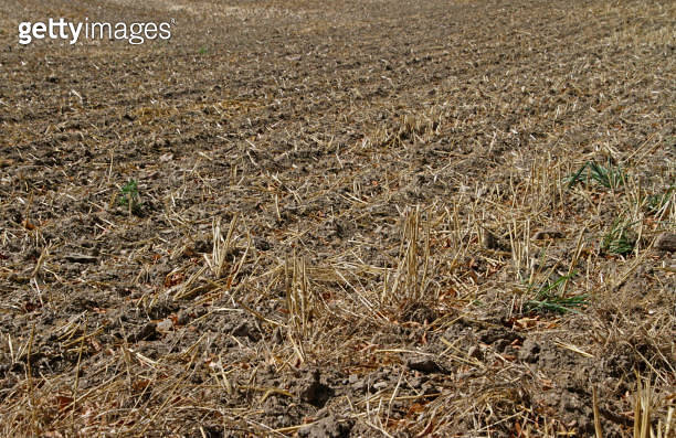 Dry field with dead crops - Climate Change 이미지 (1017850346) - 게티이미지뱅크