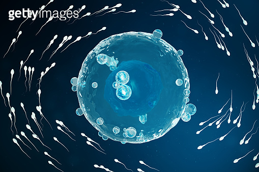 Sperm and egg cell, ovum. Native and natural fertilization - close-up ...