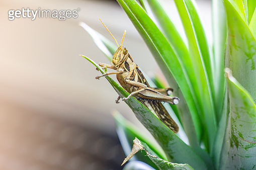 Patanga on the leaf. Macro insect, grasshopper is ducetia japonica ...
