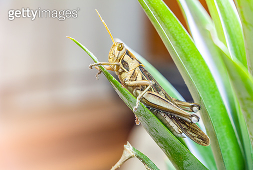 Patanga on the leaf. Macro insect, grasshopper is ducetia japonica ...