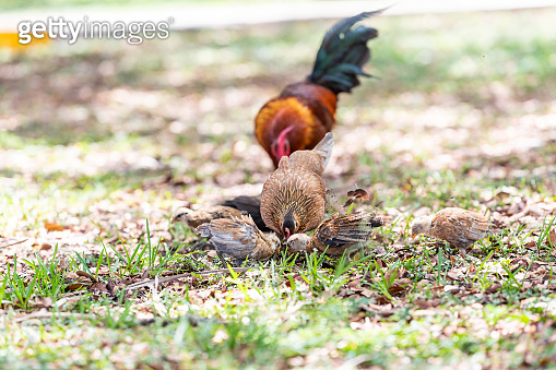Family, two wild chickens pair rooster, hen family, wildlife with small ...