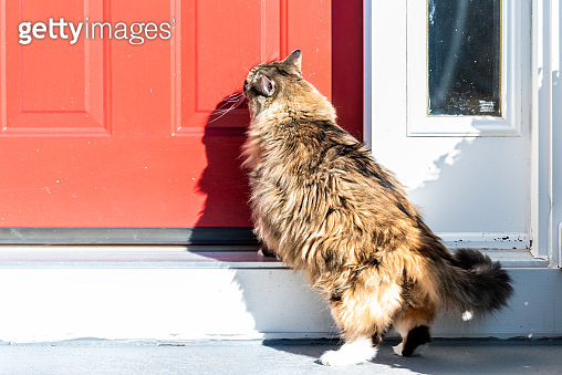 Back of one scared calico maine coon cat standing outside, in front of ...