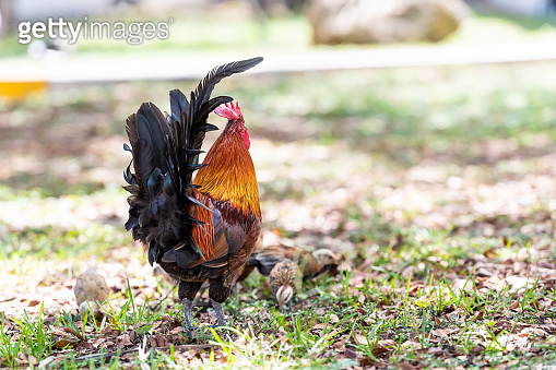 Two wild chickens pair couple rooster, hen family with small chicks ...