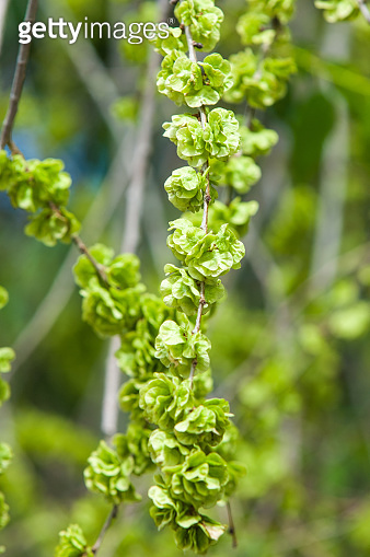 Flowers of Elm, Karagach. Elm Tree, 이미지 (1077978232) - 게티이미지뱅크