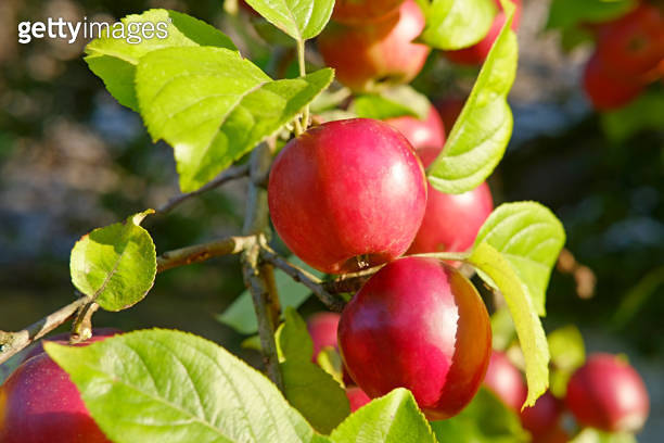 Apple for the production of "Most" (lat. mustum). "Most" is alcoholic a ...