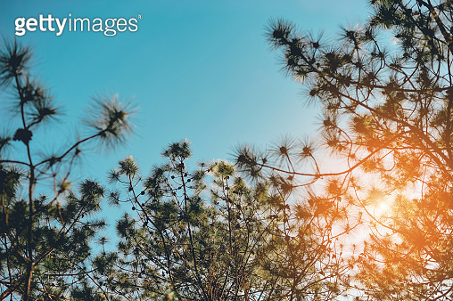 Trees and sky Occurs naturally. Green and blue Formulated in natural ...