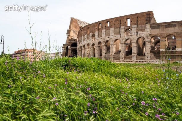 Ancient ruins in Rome (Italy) - Colosseum and Purple flowers 이미지 ...
