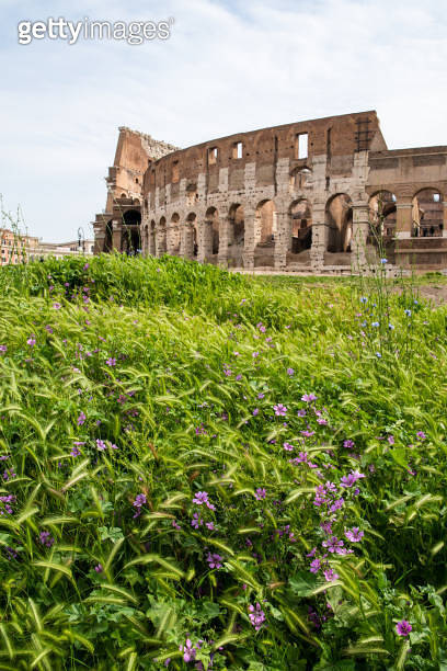 Ancient ruins in Rome (Italy) - Colosseum and Purple flowers 이미지 ...