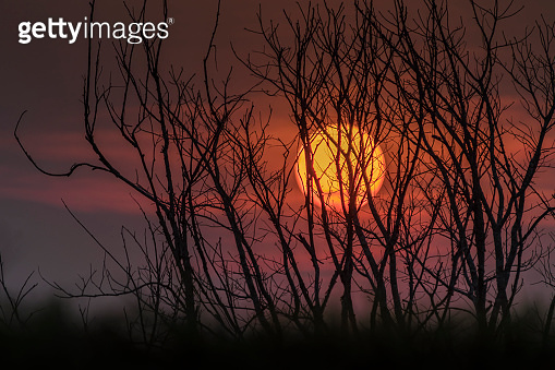 Halloween background with silhouette trees on mountain in spooky sunset ...