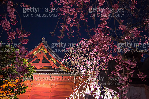 Ueno Sakura Matsuri (Cherry Blossom Festival) at Ueno Park(Ueno Koen ...