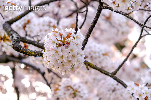 Fully-bloomed cherry blossoms at Ueno Park(Ueno Koen) in Ueno district ...