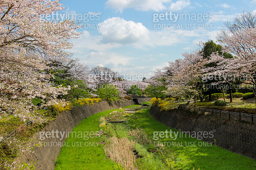 Showa Kinen Koen(Showa Memorial Park),Tachikawa,Tokyo,Japan on April 13 ...