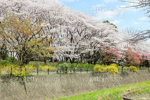 Showa Kinen Koen(Showa Memorial Park),Tachikawa,Tokyo,Japan on April 13 ...