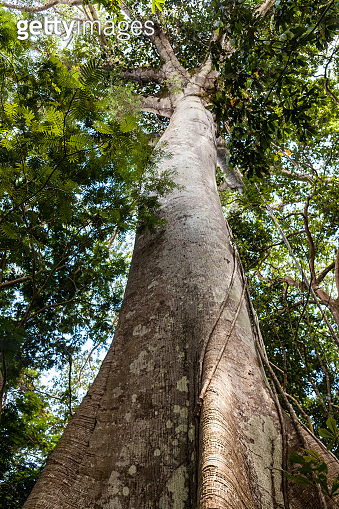 A Sumauma tree (Ceiba pentandra) with more than 40 meters of height ...