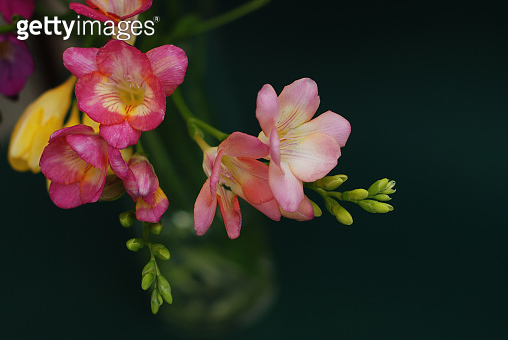 Close Up of Bouquet of spring Pink and Yellow Freesia flowers on green ...