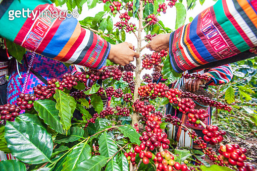 Tribe Akha farmer woman harvesting arabica coffee berries in the tree ...
