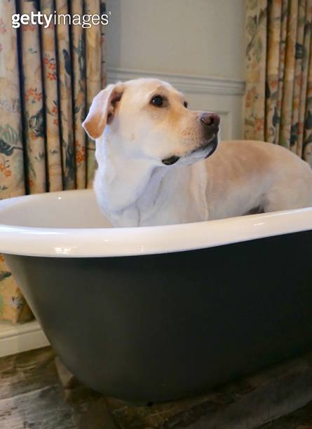 Labrador Retriever taking a bath 이미지 (1055273940) - 게티이미지뱅크