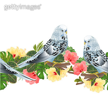 Tropical border seamless background Budgerigars home pet parakeets on a ...