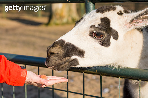 A woman hand feeding a spotted lama 이미지 (957504362) - 게티이미지뱅크