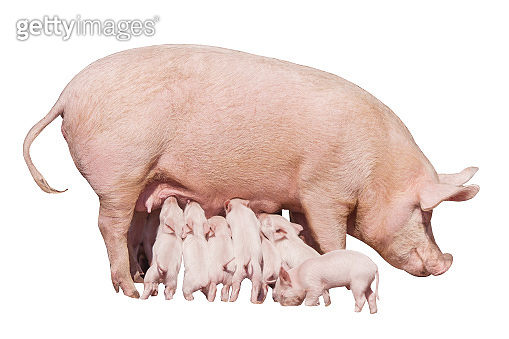 Happy yellow earth pig isolated on white background. Sow and piglets ...
