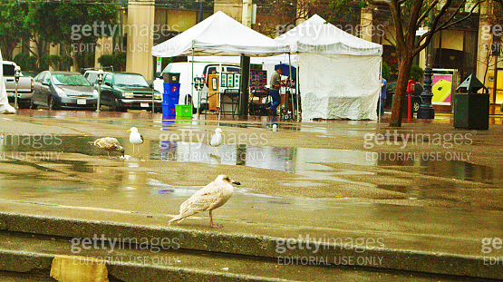 A Wet White Bird Shivering In The Cold On A Rainy Day (1017759890) - 게티 ...