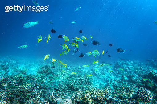 Underwater coral reef and fish in Indian Ocean, Maldives. 이미지 (921916864) - 게티이미지뱅크