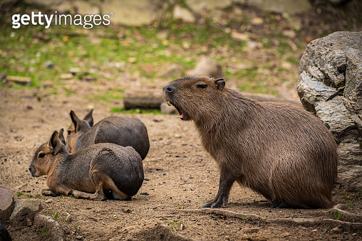 Capybara animals in Herberstein tierpark Austria Styria Zoo 이미지 ...