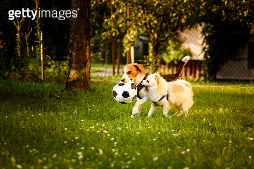 Beagle and german spitz klein playing together and running in green ...