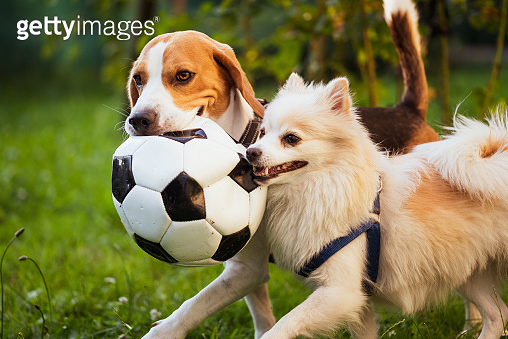 Beagle and german spitz klein playing together and running in green ...