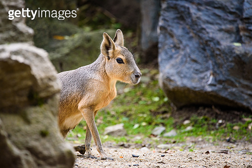 Capybara animals in Herberstein tierpark Austria Styria Zoo 이미지 ...