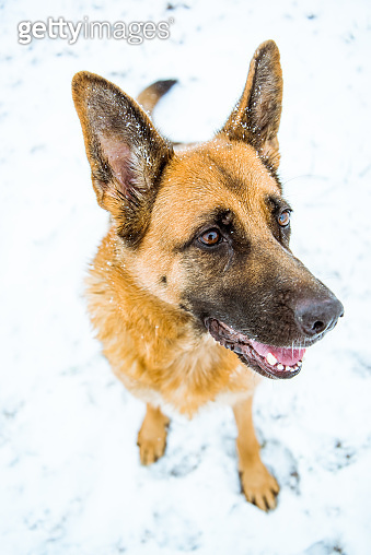 Happy dog possing funny face with smile 이미지 (917259104) - 게티이미지뱅크