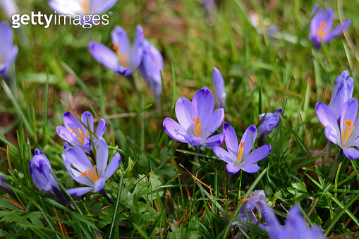 the first purple flowers of Spring They open in the sun 이미지 (1085894832 ...