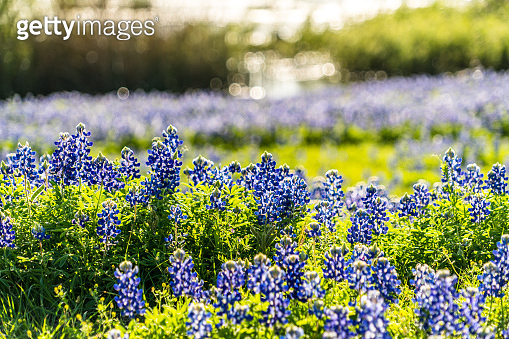 Texas spring time landscape illuminated Bluebonnets 이미지 (942357564 ...