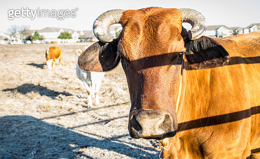A Happy Round Rock Cow with small curved horns and Brown Coat 이미지 ...