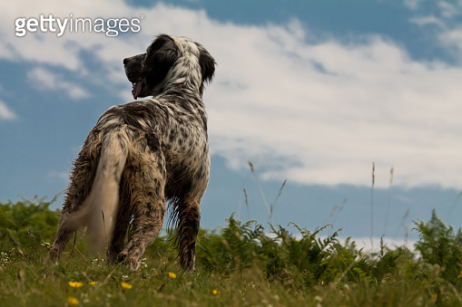 back view of setter dog hunting in pursuit of game 이미지 (928826370) - 게티 ...
