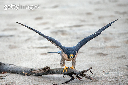 Red Shouldered Hawk stretching his wings while perched on driftwood on ...
