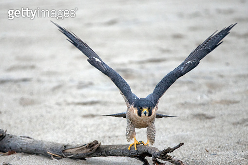 Red Shouldered Hawk stretching his wings while perched on driftwood on ...