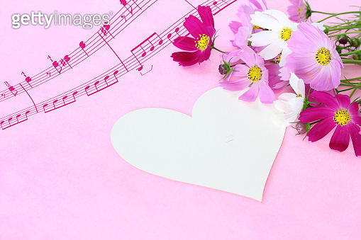 cosmos (flower) and heart and musical score 이미지 (981282386) - 게티이미지뱅크