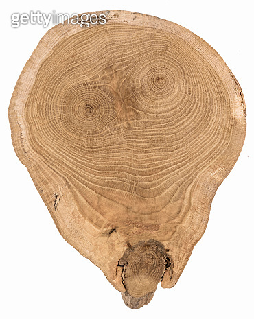 Irregular shape oak wood slice with annual rings and knots texture ...