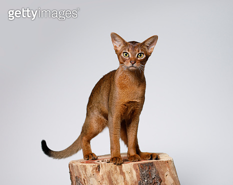 Beautiful Abyssinian Cat Standing on a tree stump (1078440976) - 게티이미지뱅크