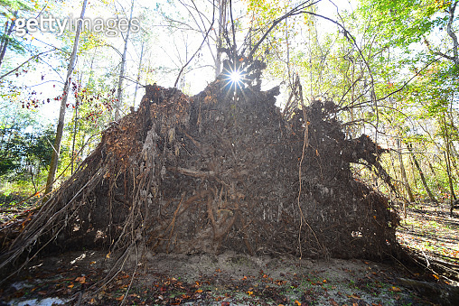 Upturned tree roots with sun poking through small 이미지 (947357748) - 게티이미지뱅크