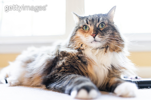 Playful scared startled maine coon calico cat closeup playing, paws ...
