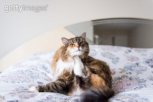 Closeup portrait of calico maine coon cat sitting lying on bed ...