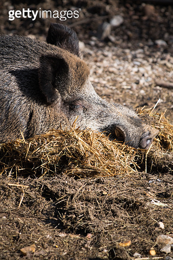portrait of boar wild pig sleeping on ground floor in sunlight ...