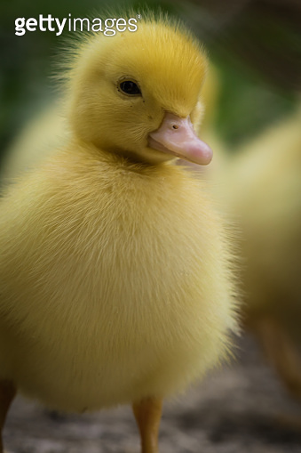 portrait of cute little yellow baby fluffy muscovy duckling looking at ...
