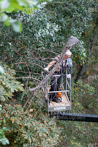 A worker with a chainsaw in the cradle of a hydraulic lift removes a ...
