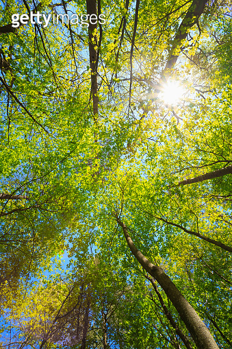 Spring Summer Sun Shining Through Canopy Of Tall Trees Woods. Upper ...